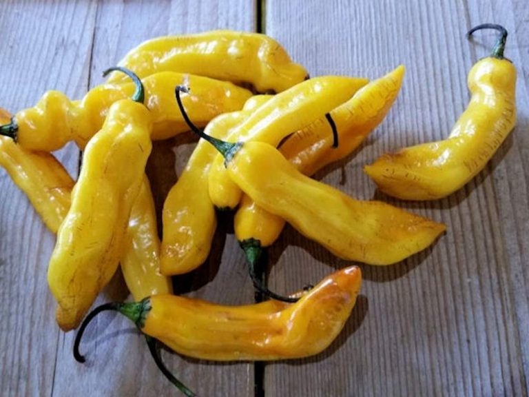 Madame Jeanette paprika mag (5 db.) - Kertlap Kertészeti Webáruház