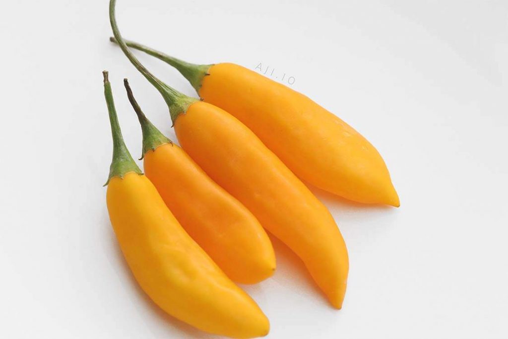 Aji Cito paprika mag (5 db.) - Kertlap Kertészeti Webáruház